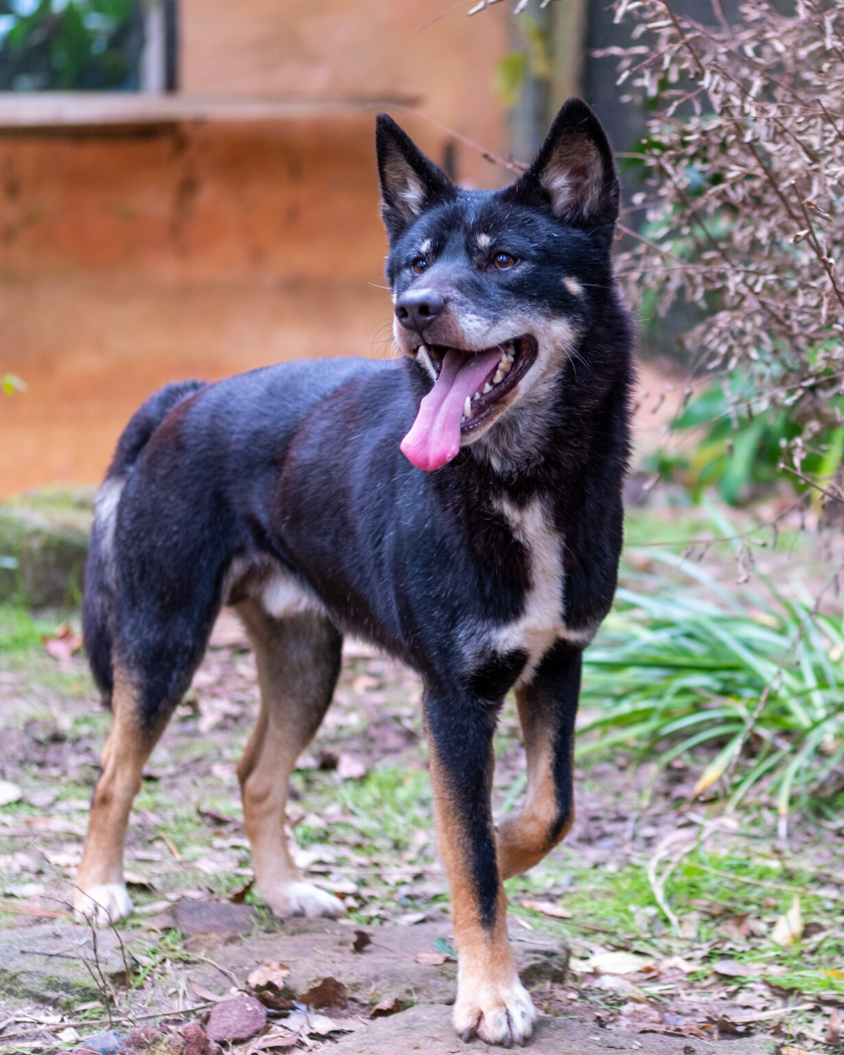 Guest Animal Exhibit - Tallahassee Museum