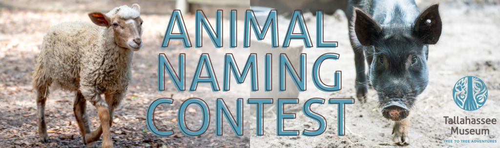 Animal Naming Contest - Tallahassee Museum