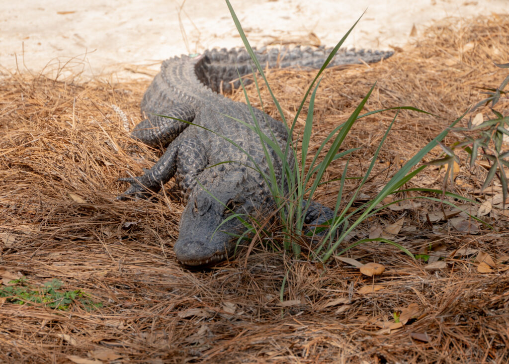 Alligator Encounter - Tallahassee Museum